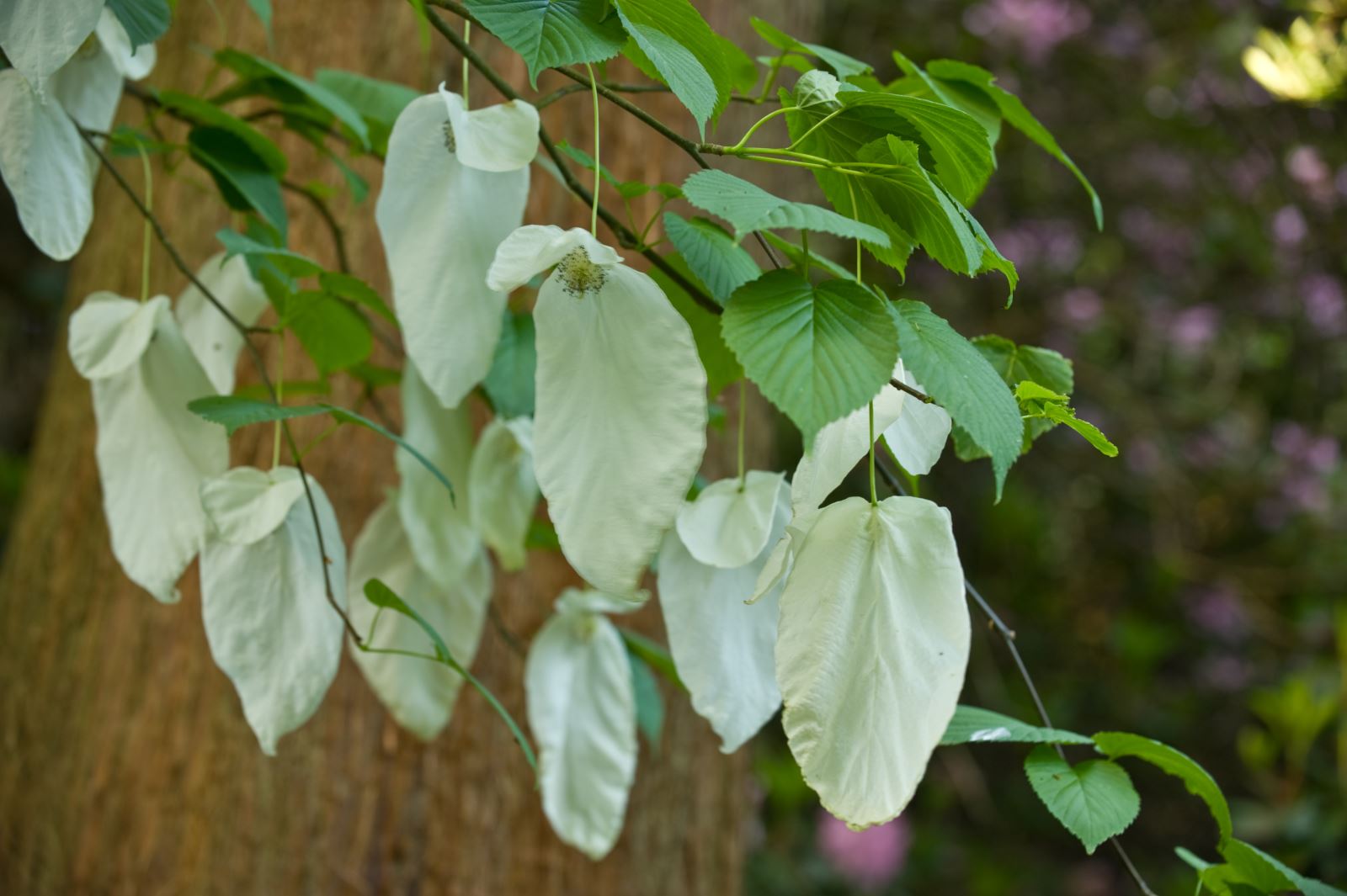 The Planthunters - Visit Heritage