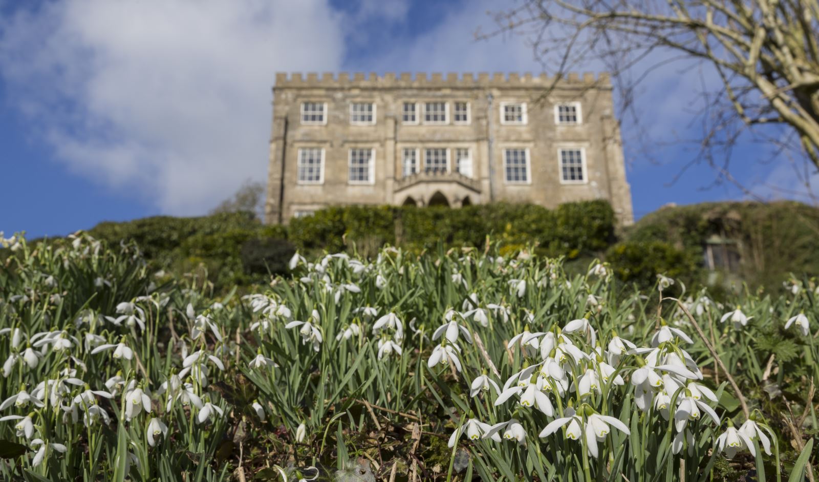 Mrs Hudson's Snowdrop Walk - Visit Heritage